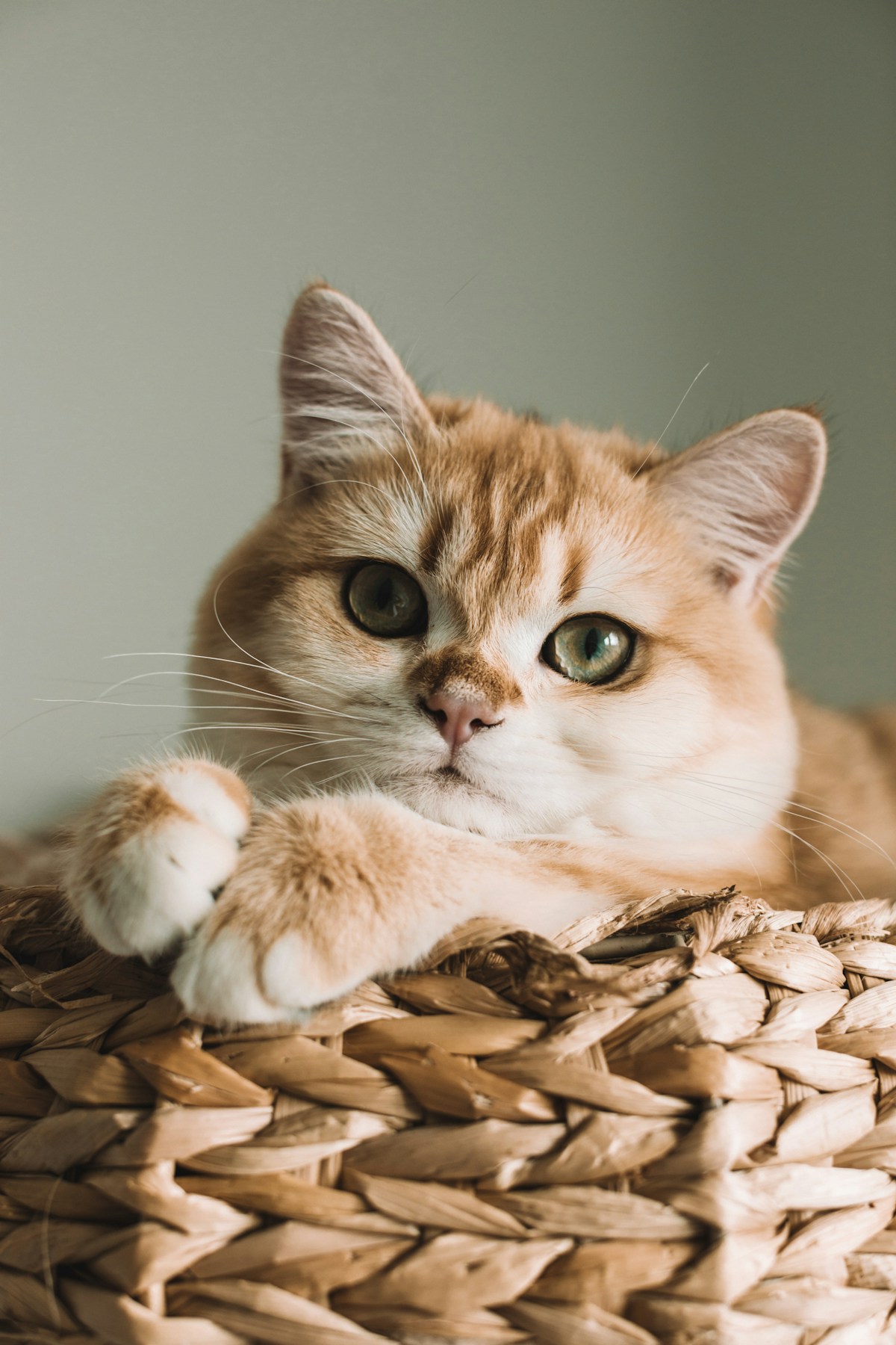 The Netherlands Just Banned Scottish Folds and Sphynx Cats — And a ...